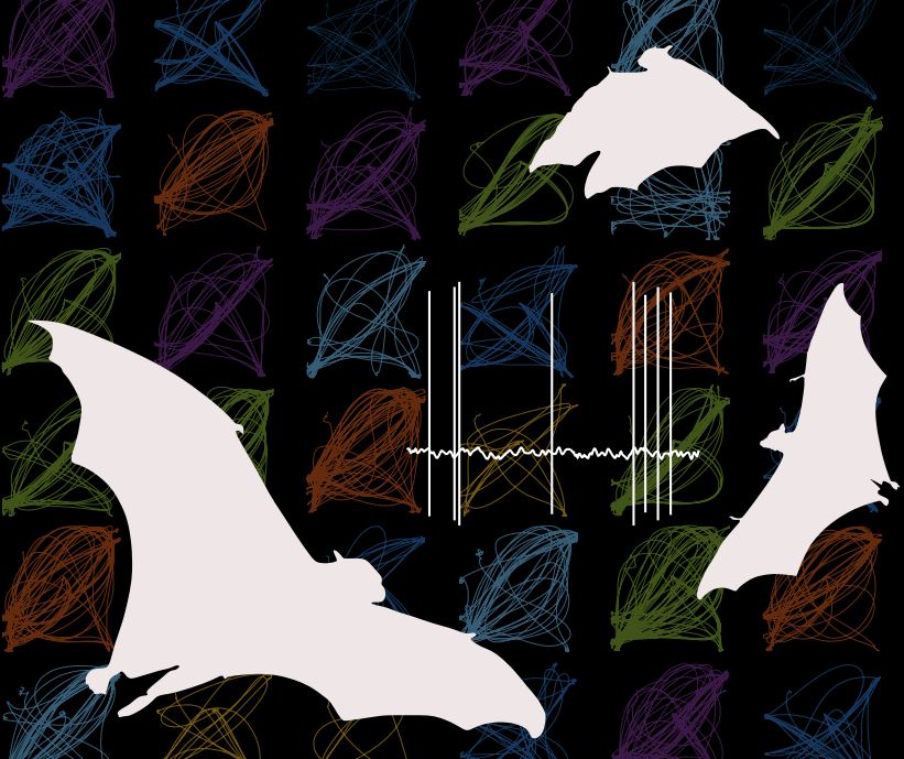 Research on bats uncovers brain computations for collective behavior ...