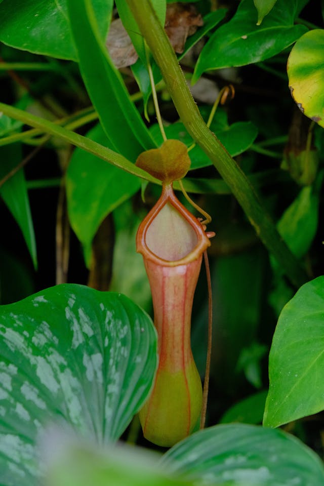 How A Pitcher Plant Evolved with Tenfold Genomic Wealth | Human ...